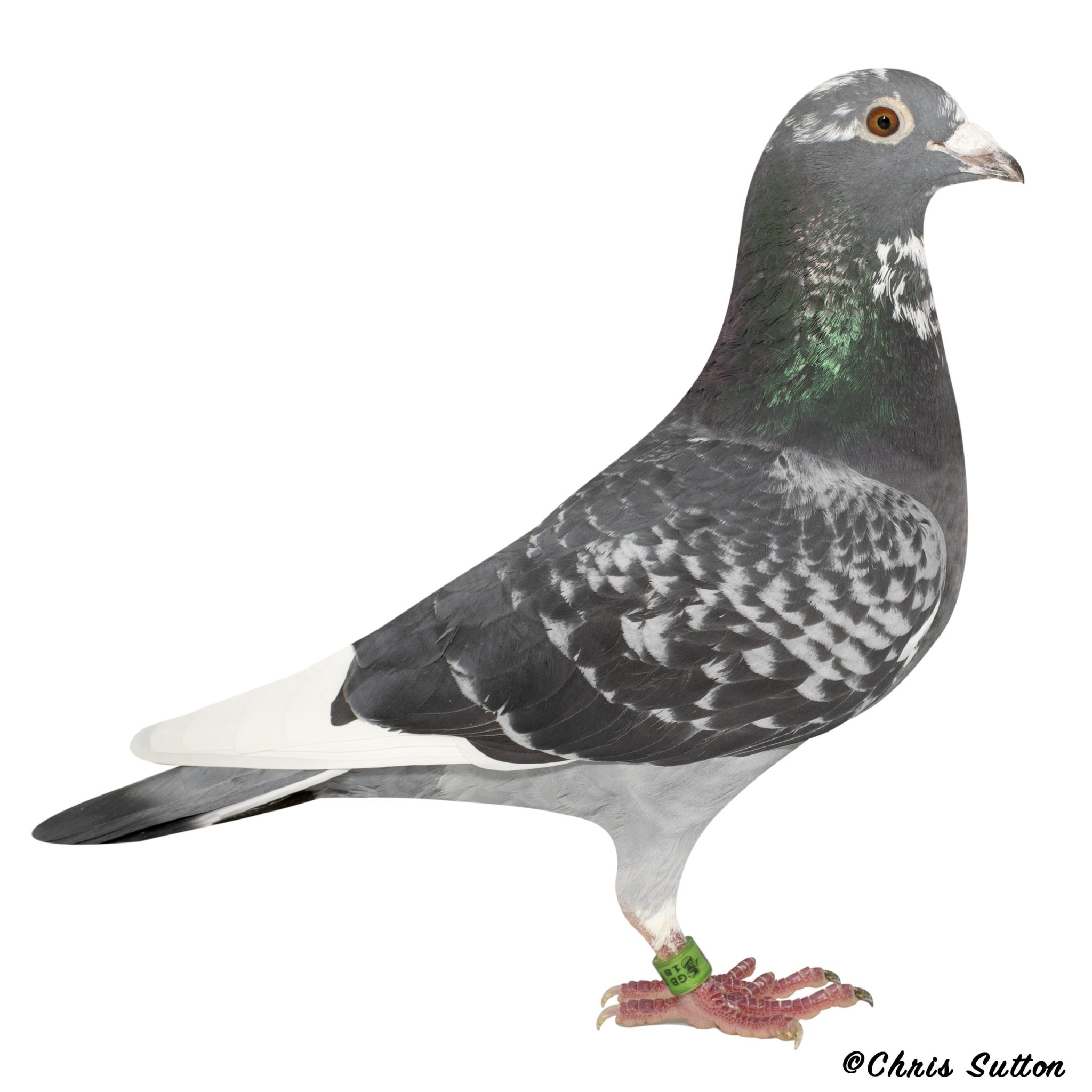 Huub Hermans – Massarella Racing Elite