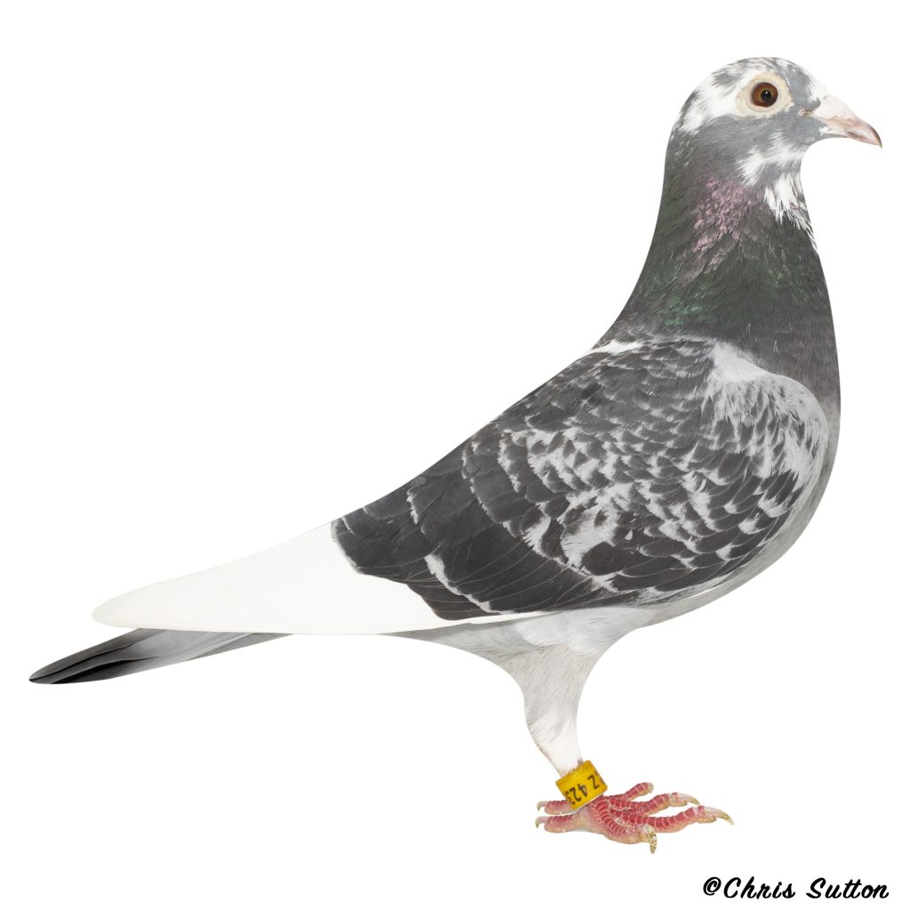 Products – Massarella Racing Elite