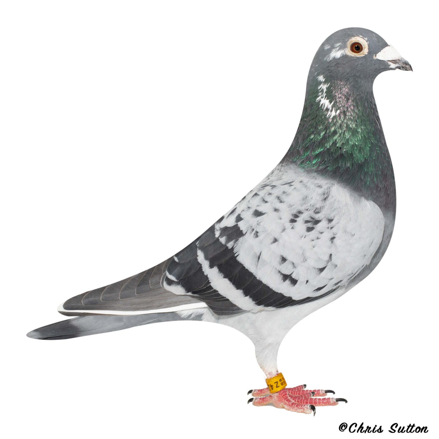 Massarella Racing Elite