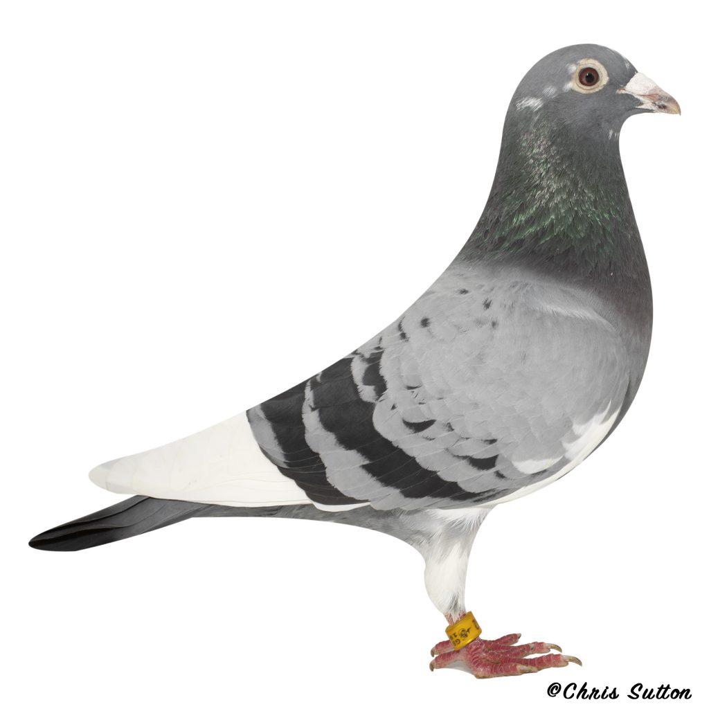 Massarella Racing Elite