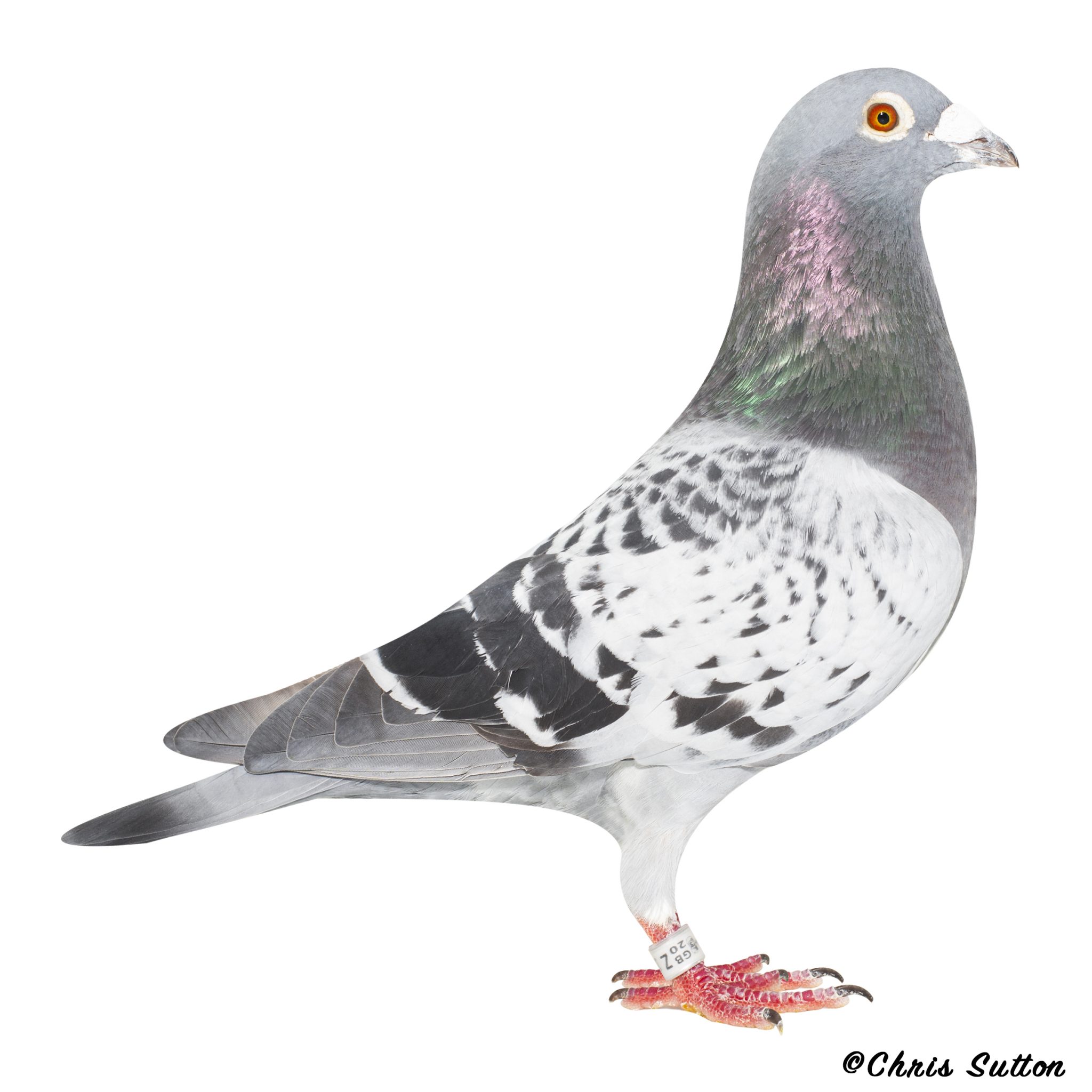 Massarella Racing Elite