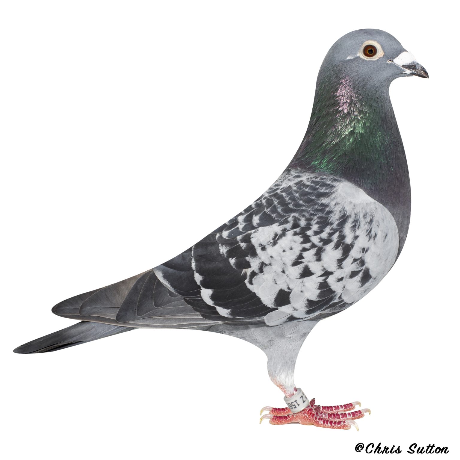 Jan Aarden – Massarella Racing Elite