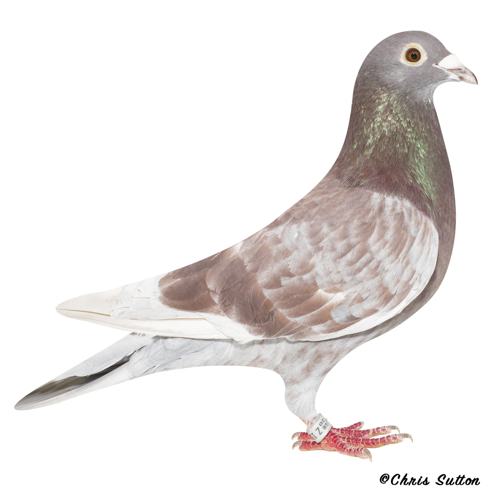 Massarella Racing Elite