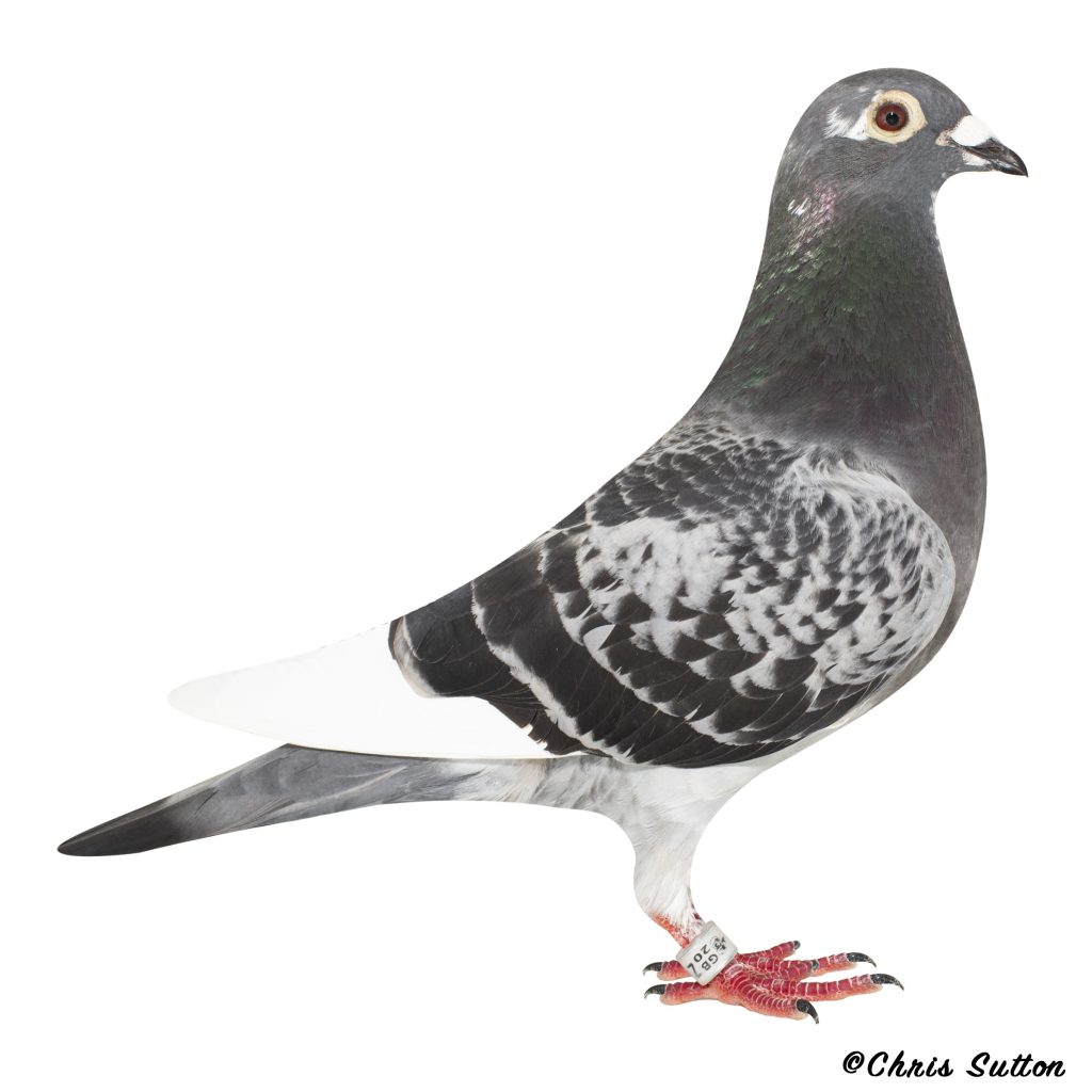 Jan Aarden – Massarella Racing Elite