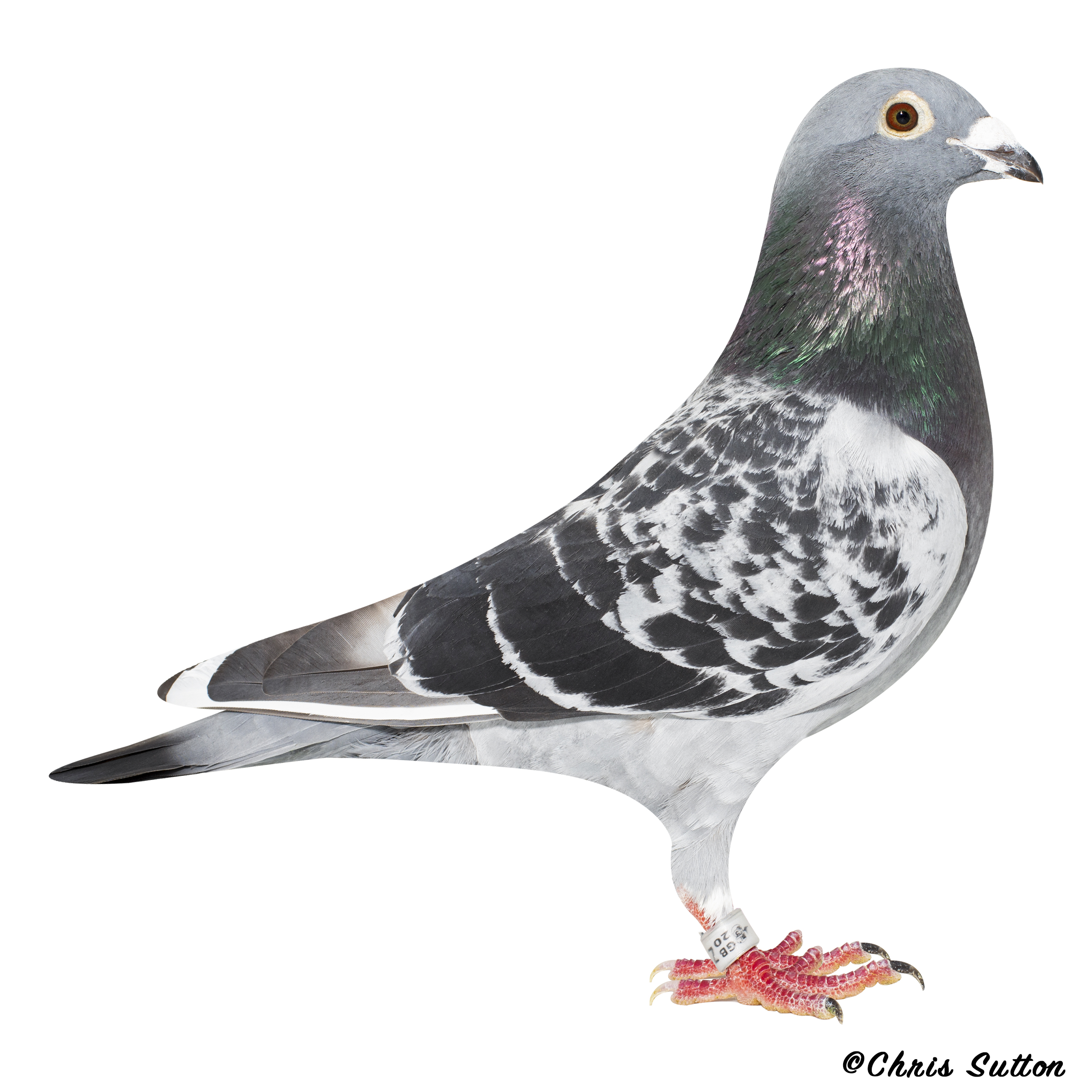 Ref 152 Cheq Cock 20-862 Jan Aarden – Massarella Racing Elite