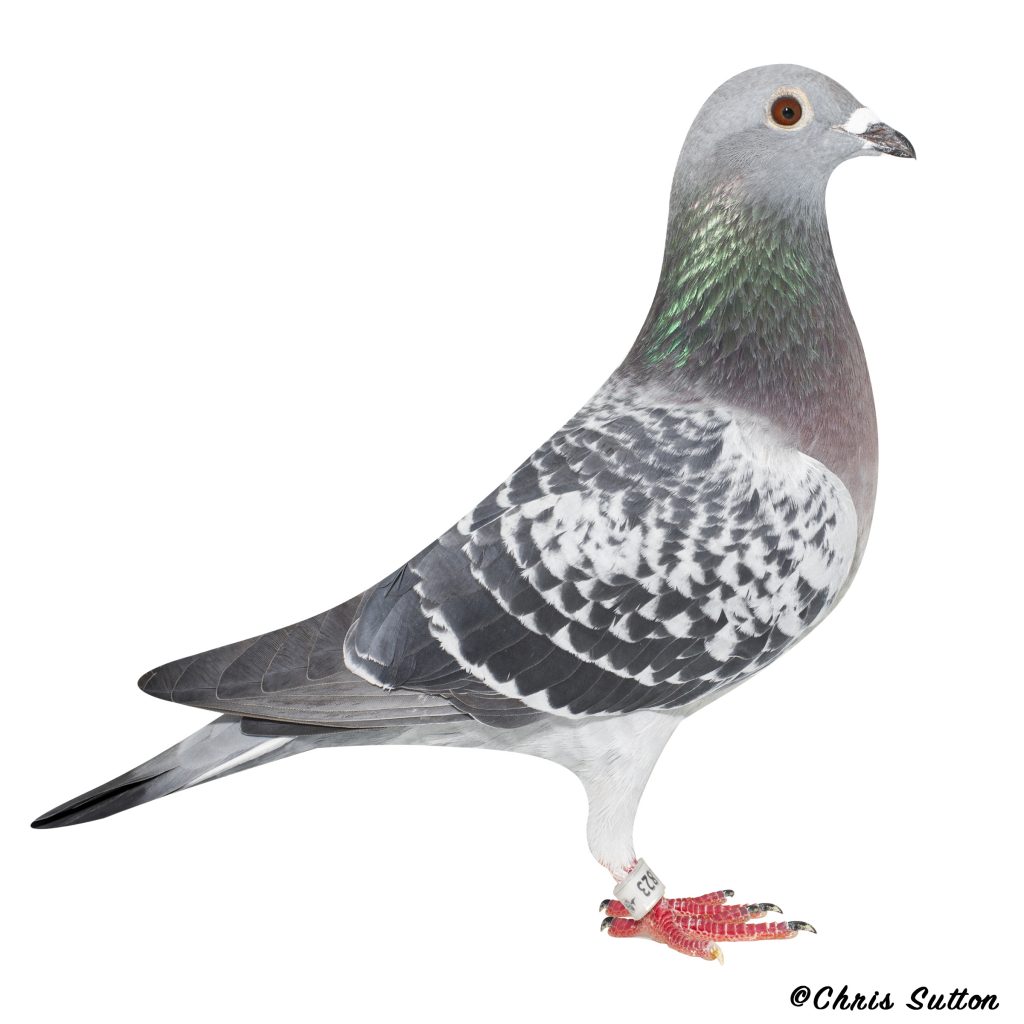 Massarella Racing Elite