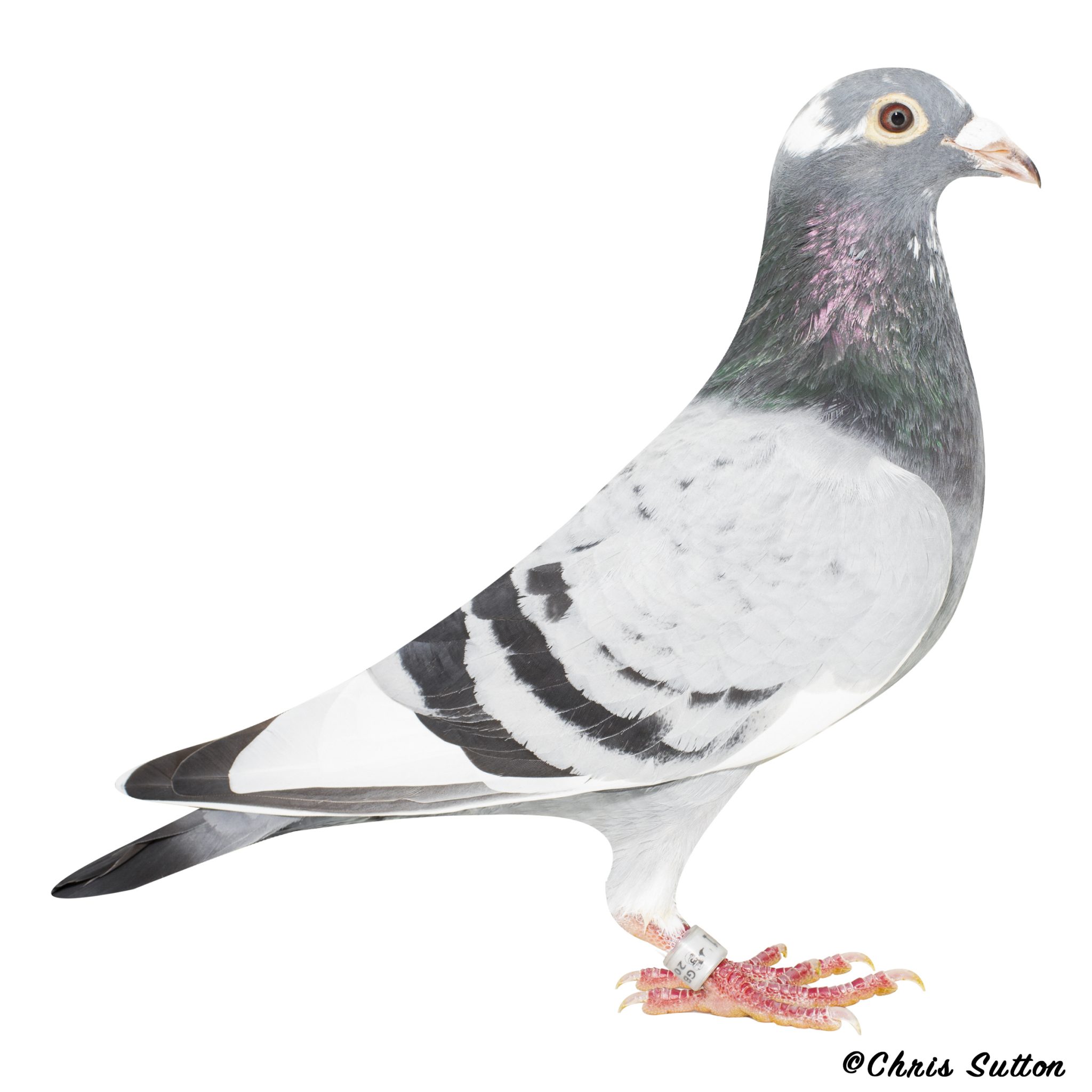 Massarella Racing Elite