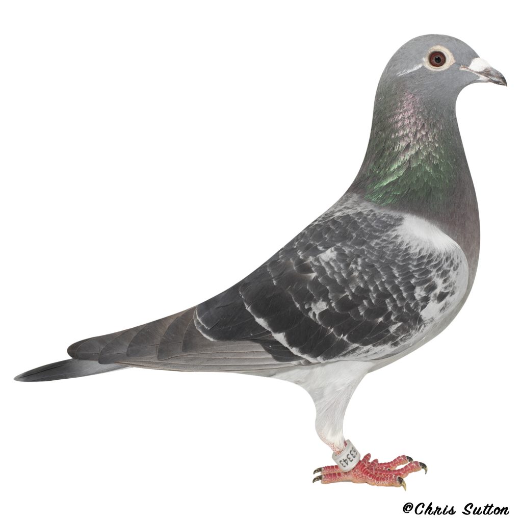 Massarella Racing Elite