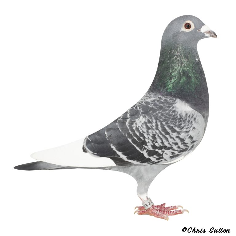 Massarella Racing Elite