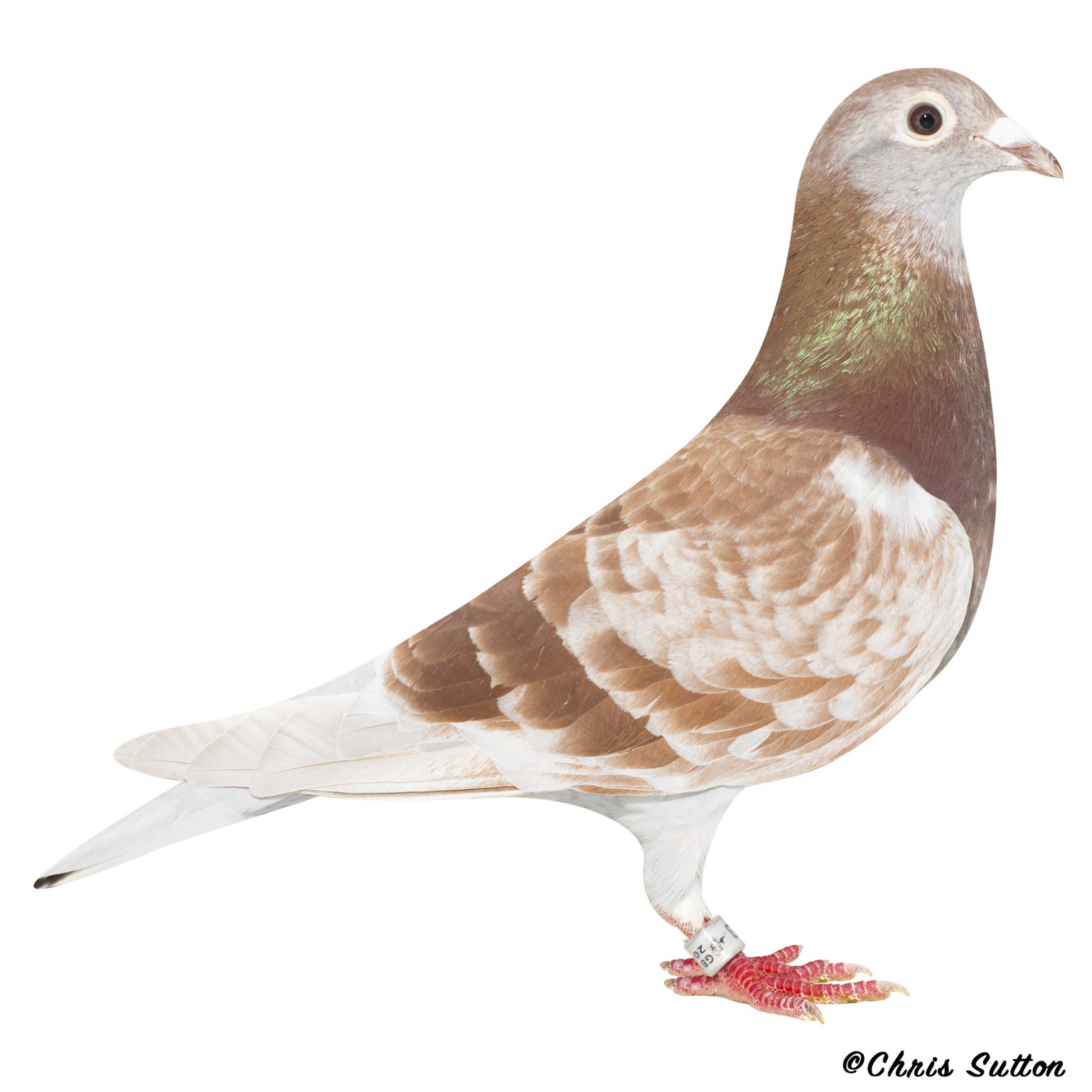 Massarella Racing Elite