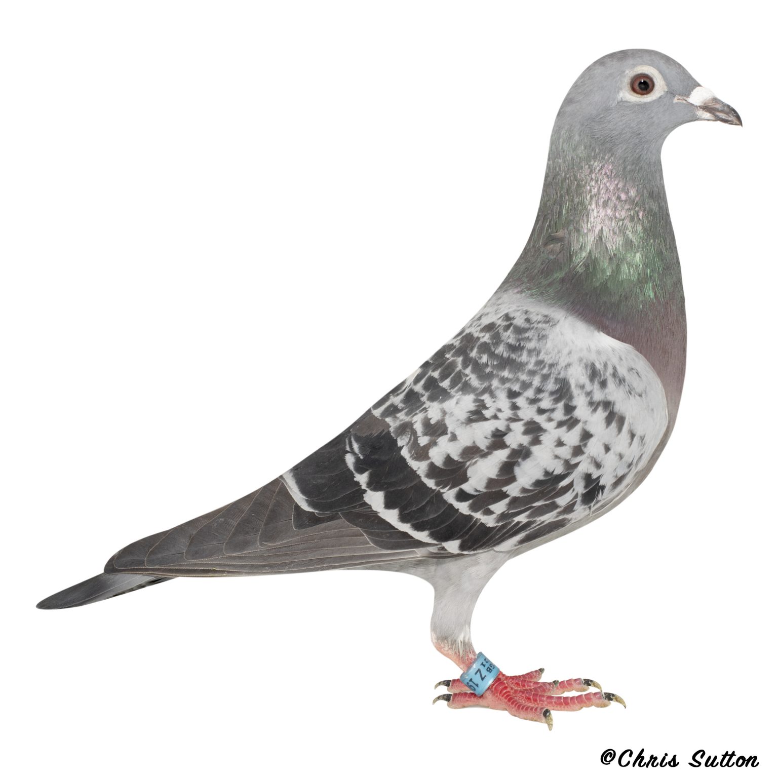 Massarella Racing Elite