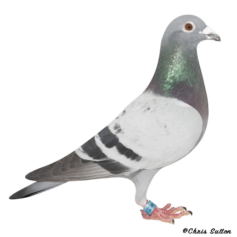 Massarella Racing Elite