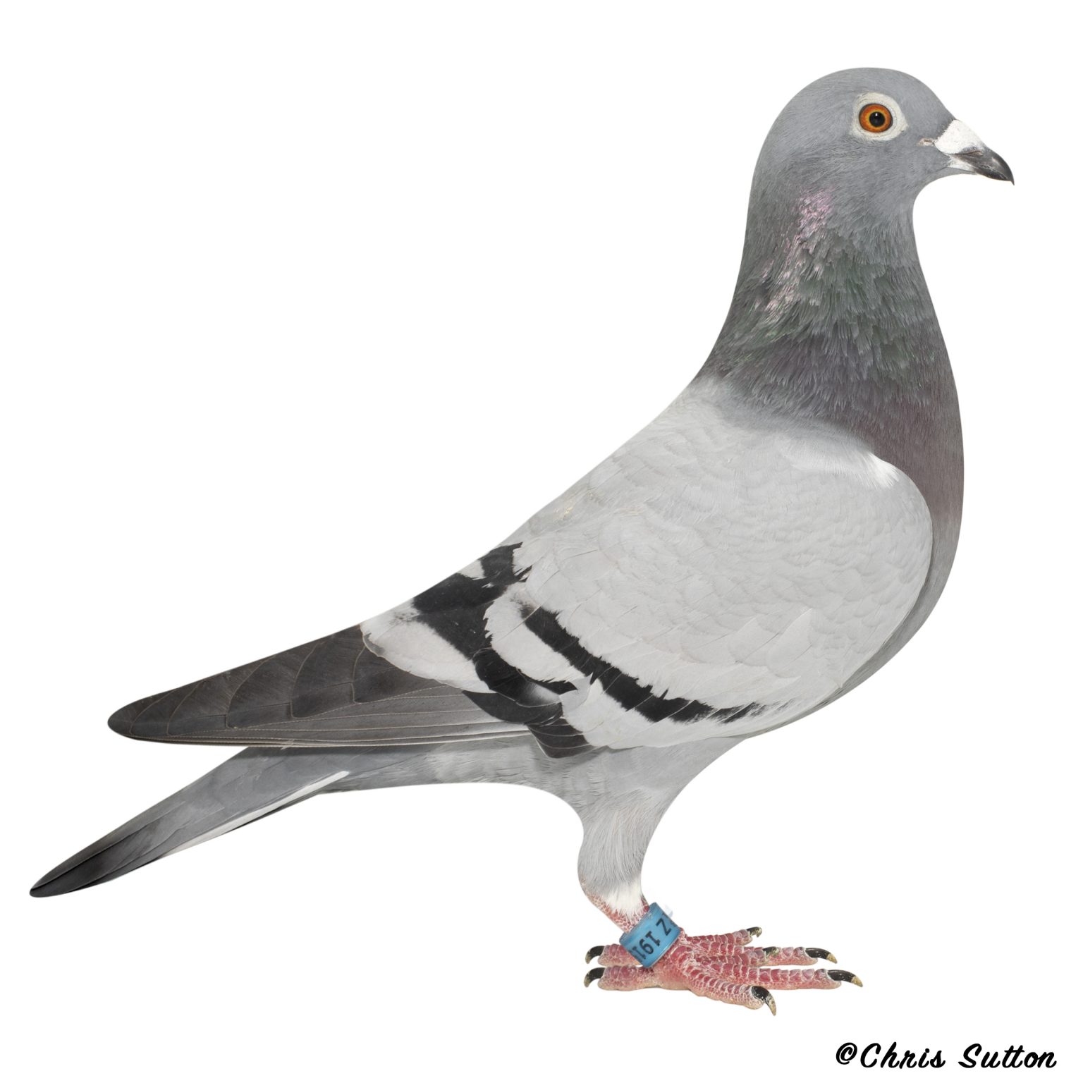 Massarella Racing Elite