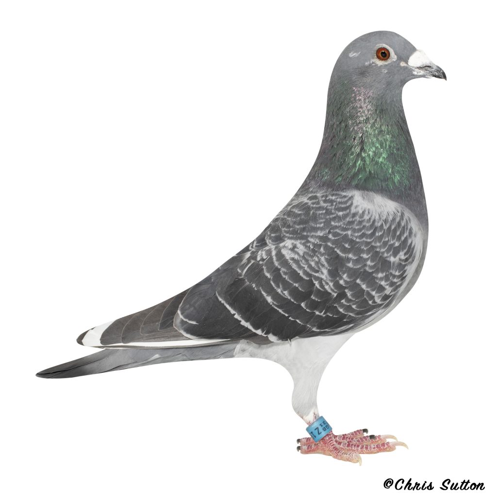 Familie Hommes – Massarella Racing Elite