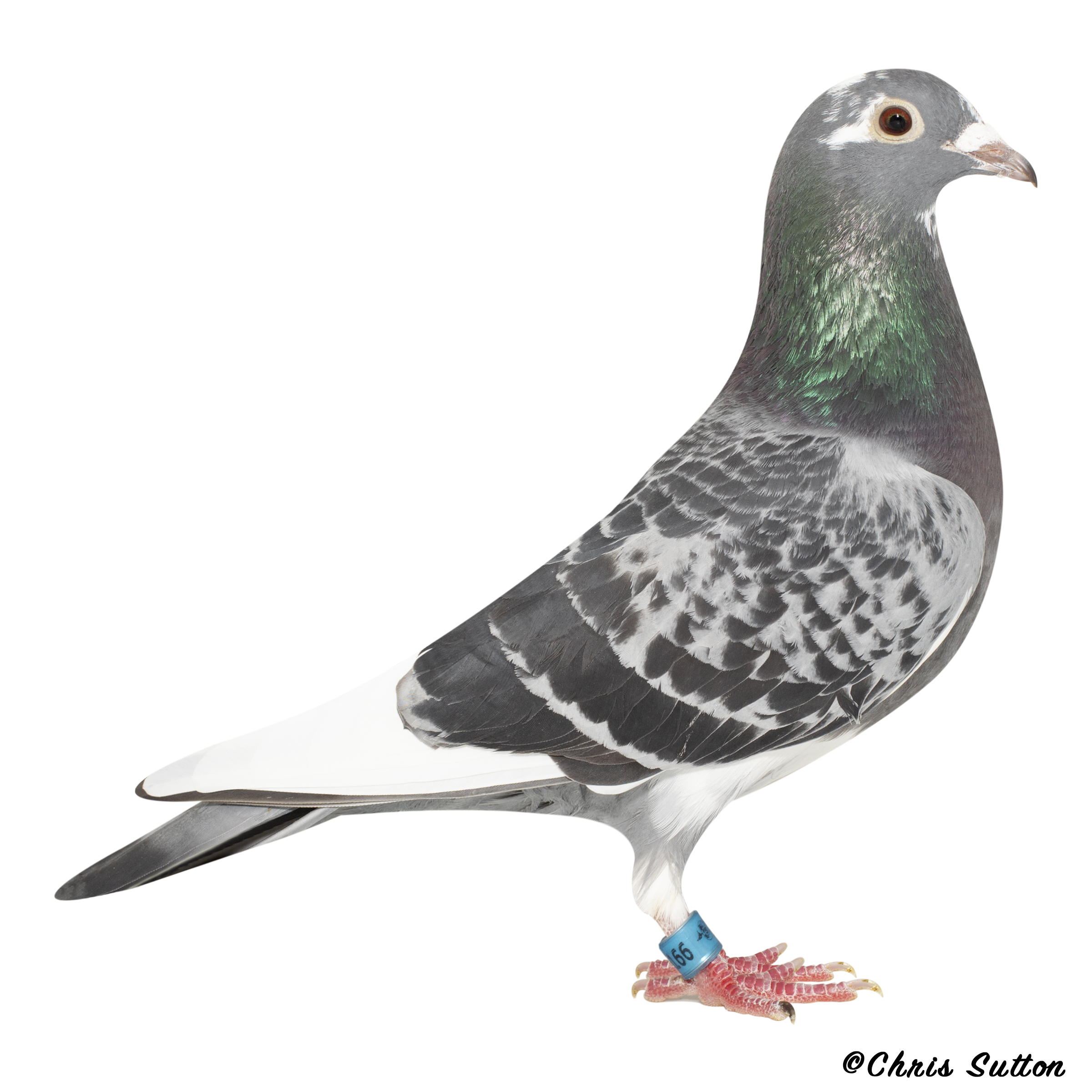 Ref 229 Blue Cheq W/F Hen 21-166 Familie Hommes – Massarella Racing Elite