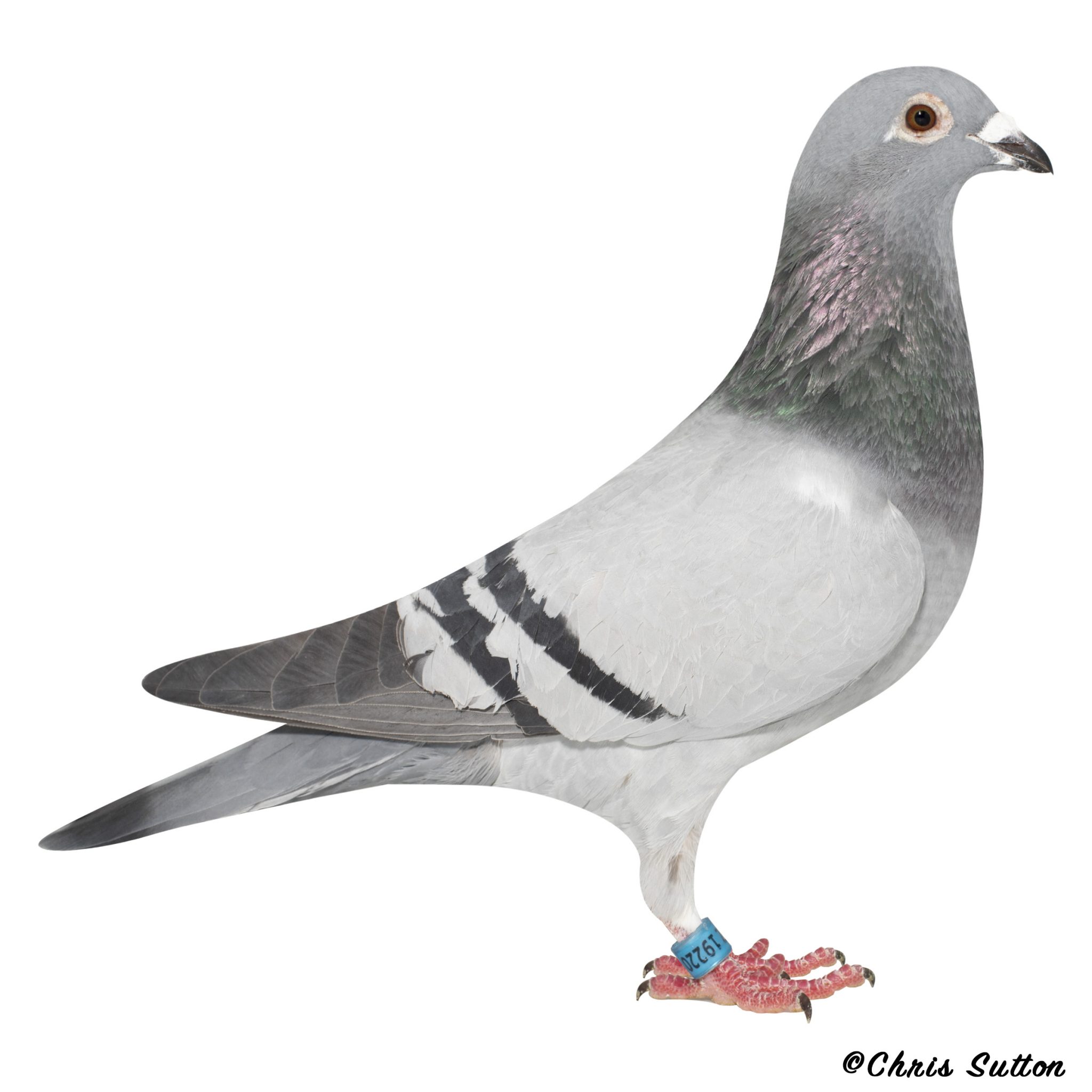 Shop – Massarella Racing Elite