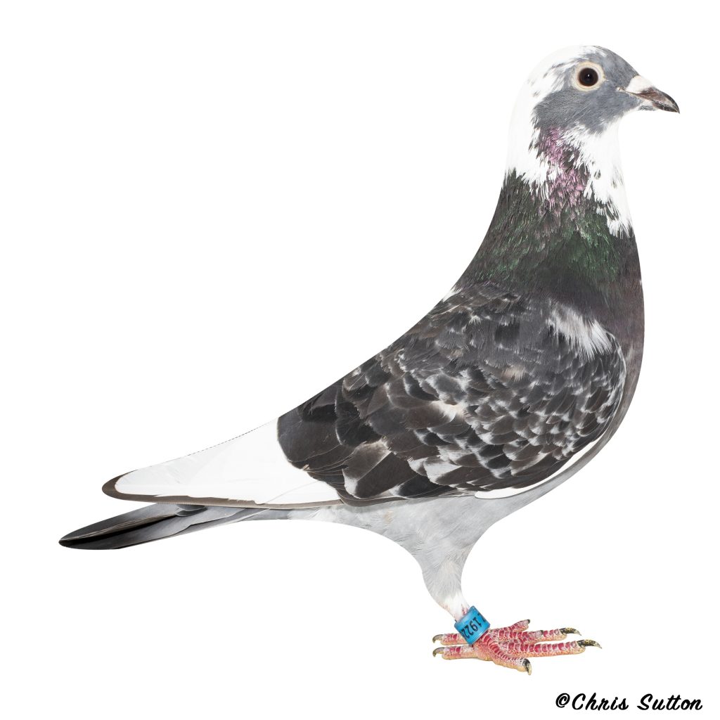 Familie Hommes – Massarella Racing Elite