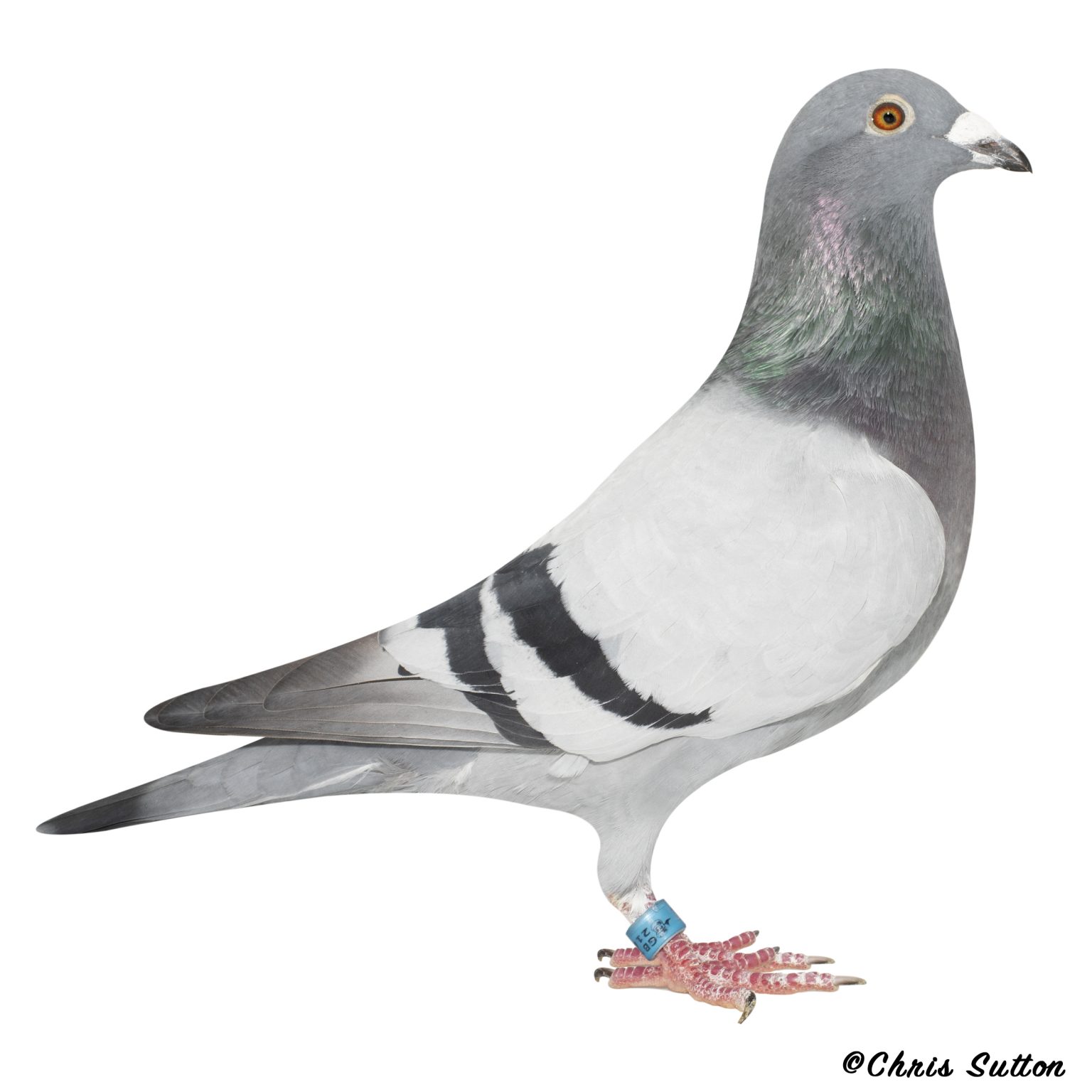 Massarella Racing Elite