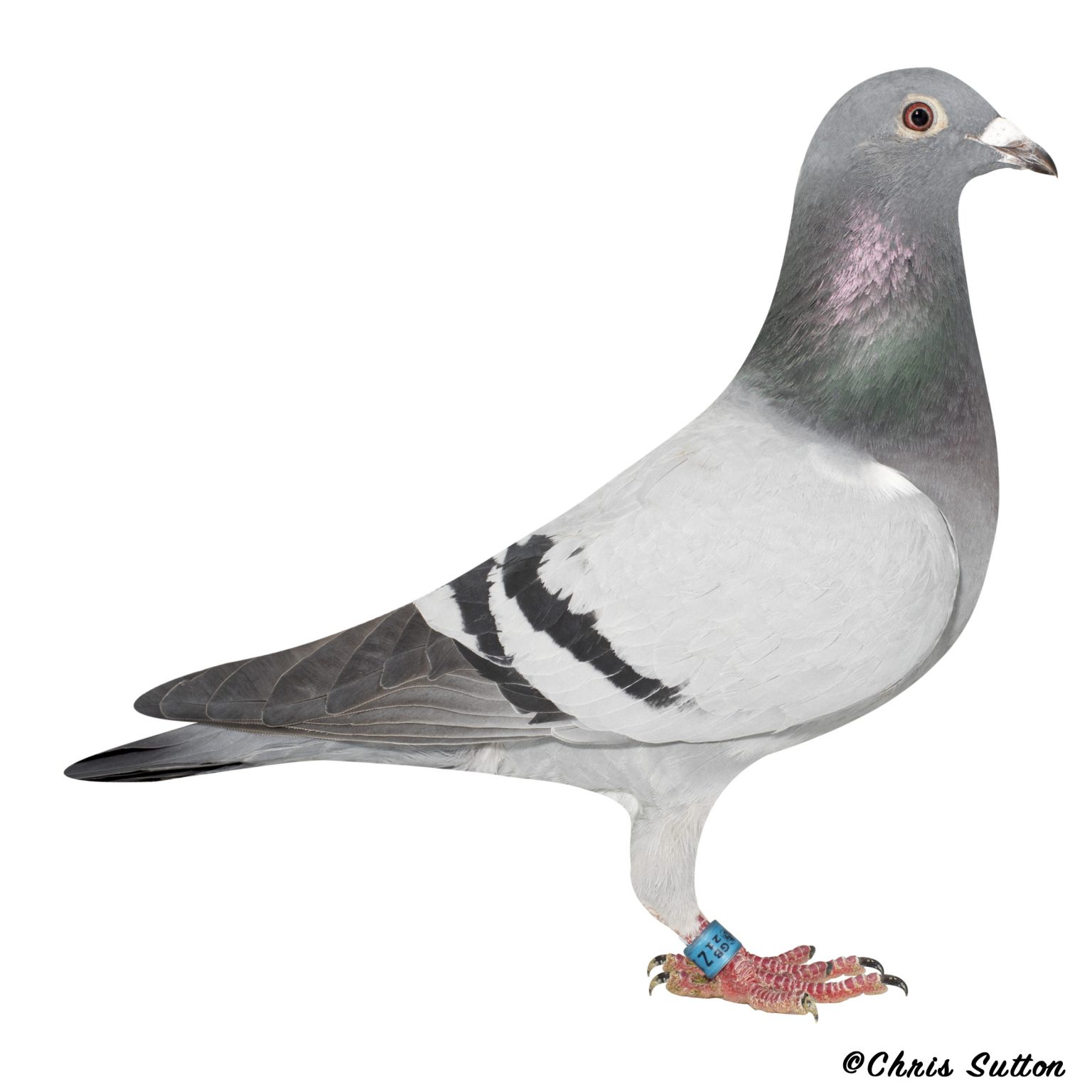 Massarella Racing Elite