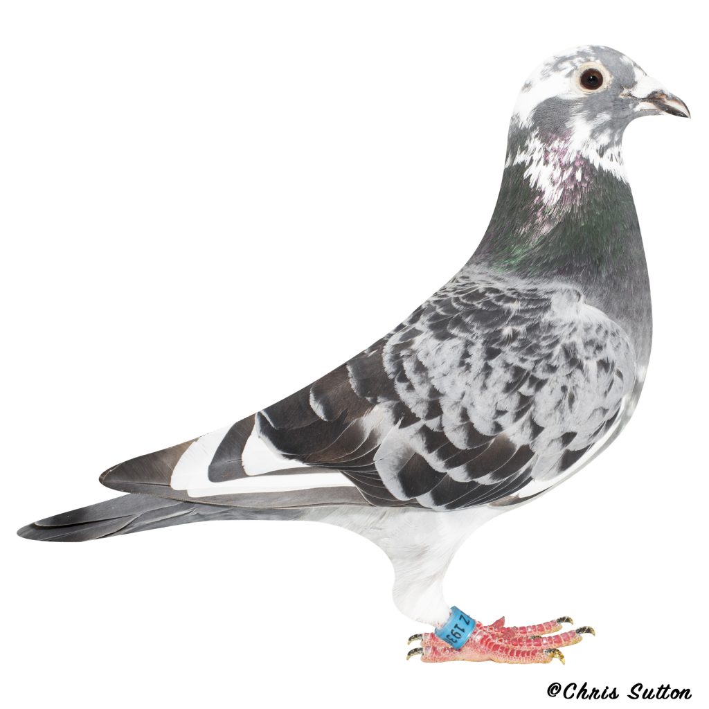 Familie Hommes – Massarella Racing Elite