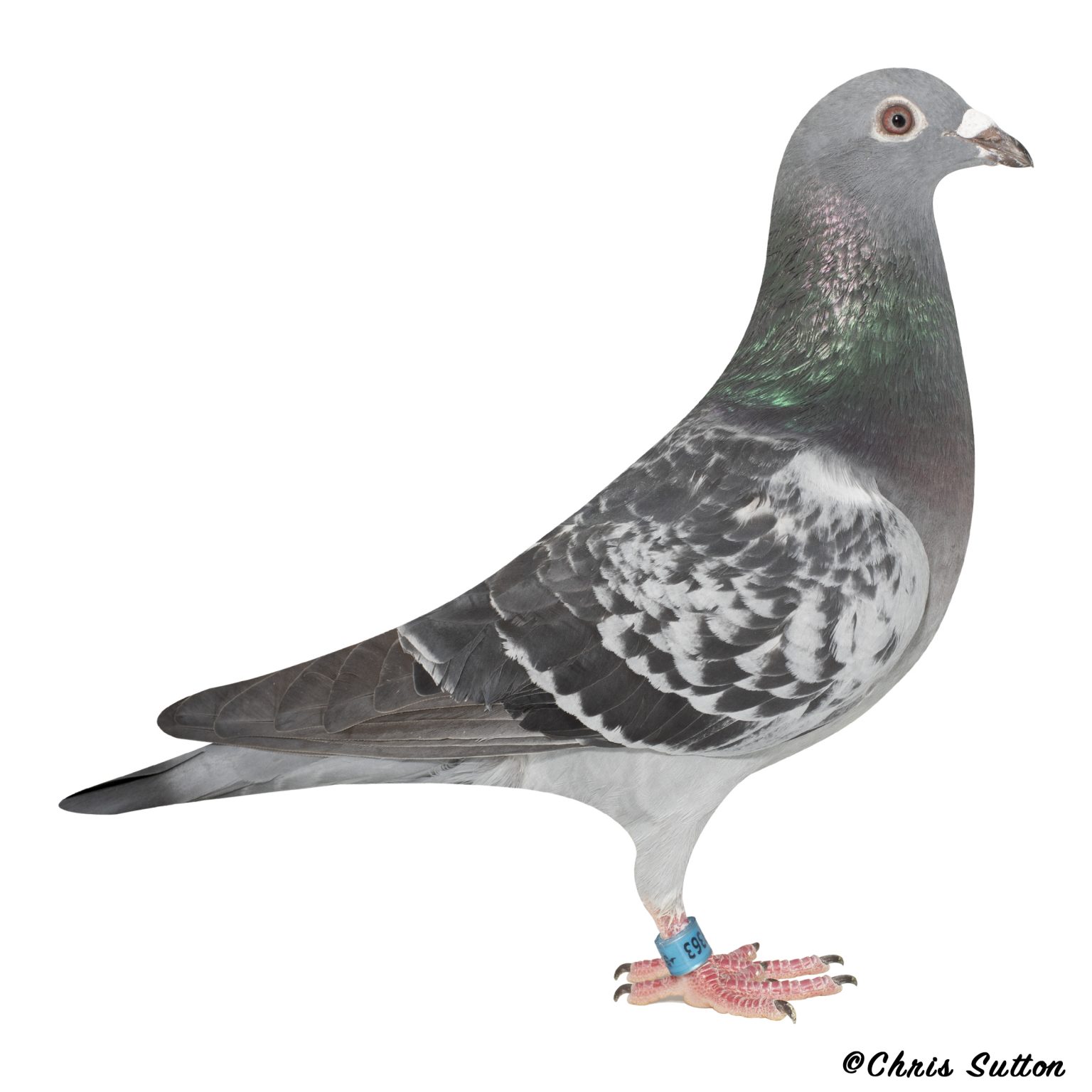 Familie Hommes – Massarella Racing Elite