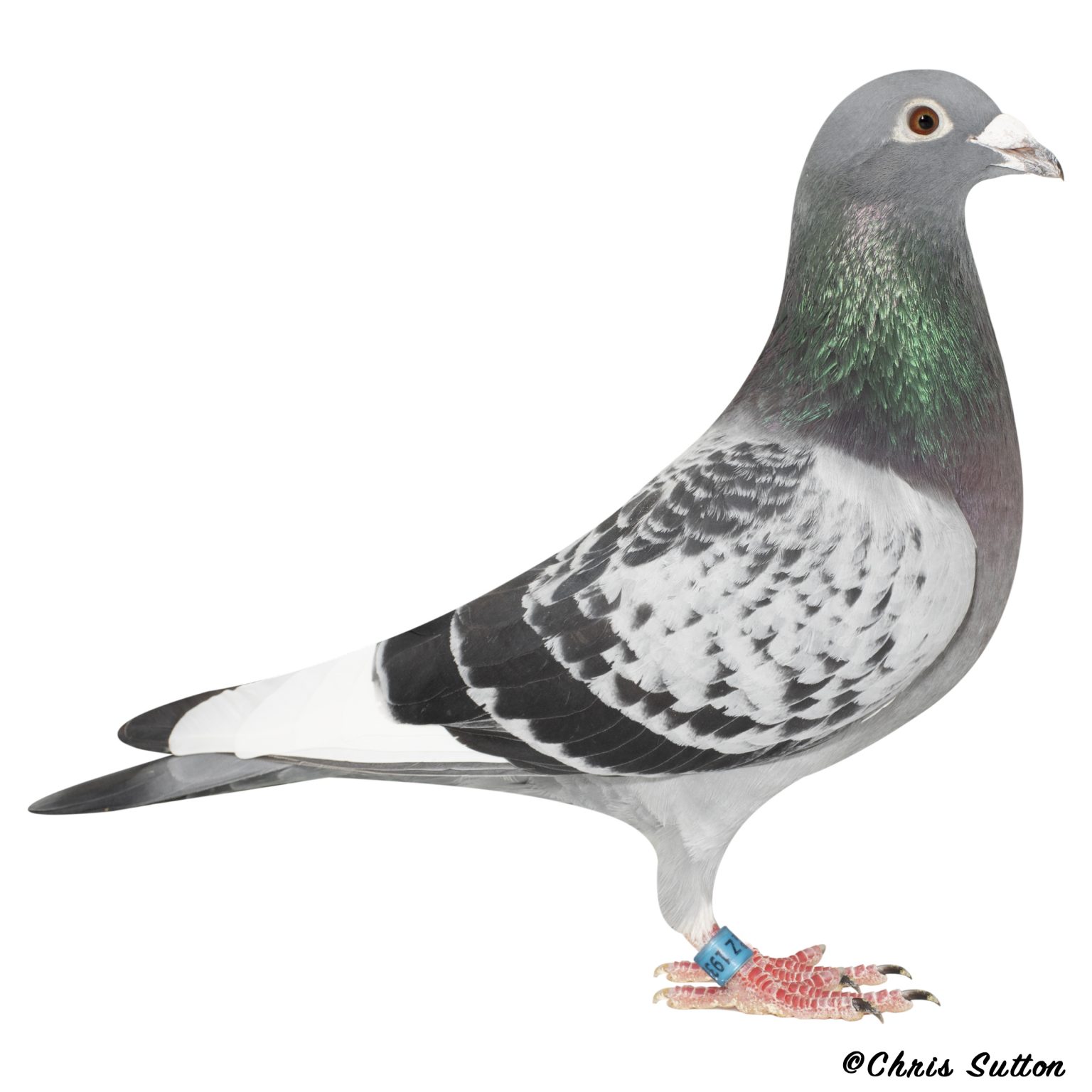 Massarella Racing Elite