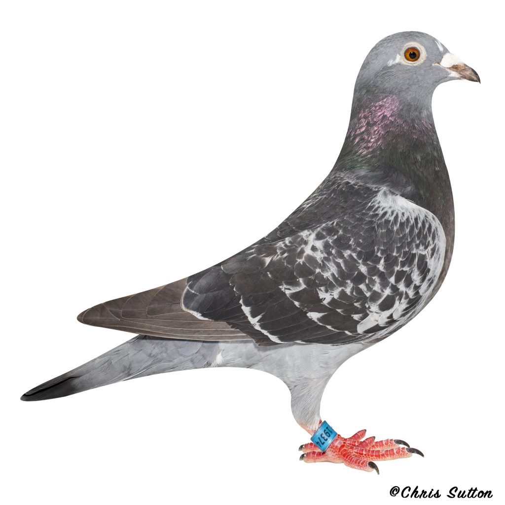 Familie Hommes – Massarella Racing Elite