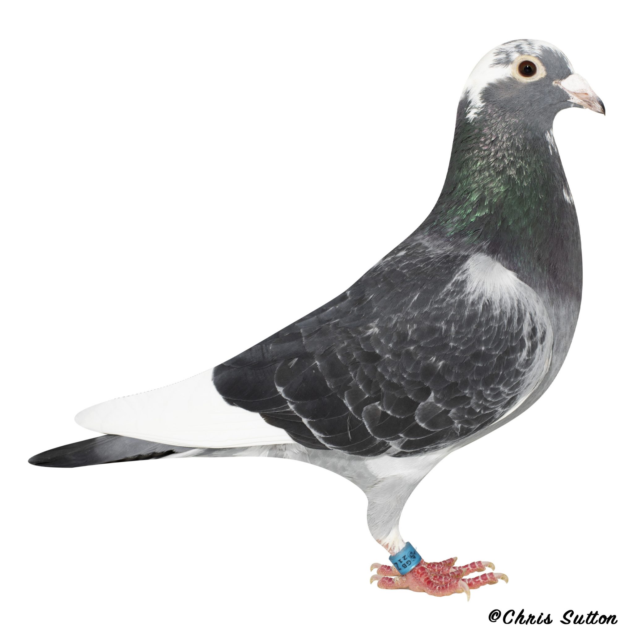 Massarella Racing Elite