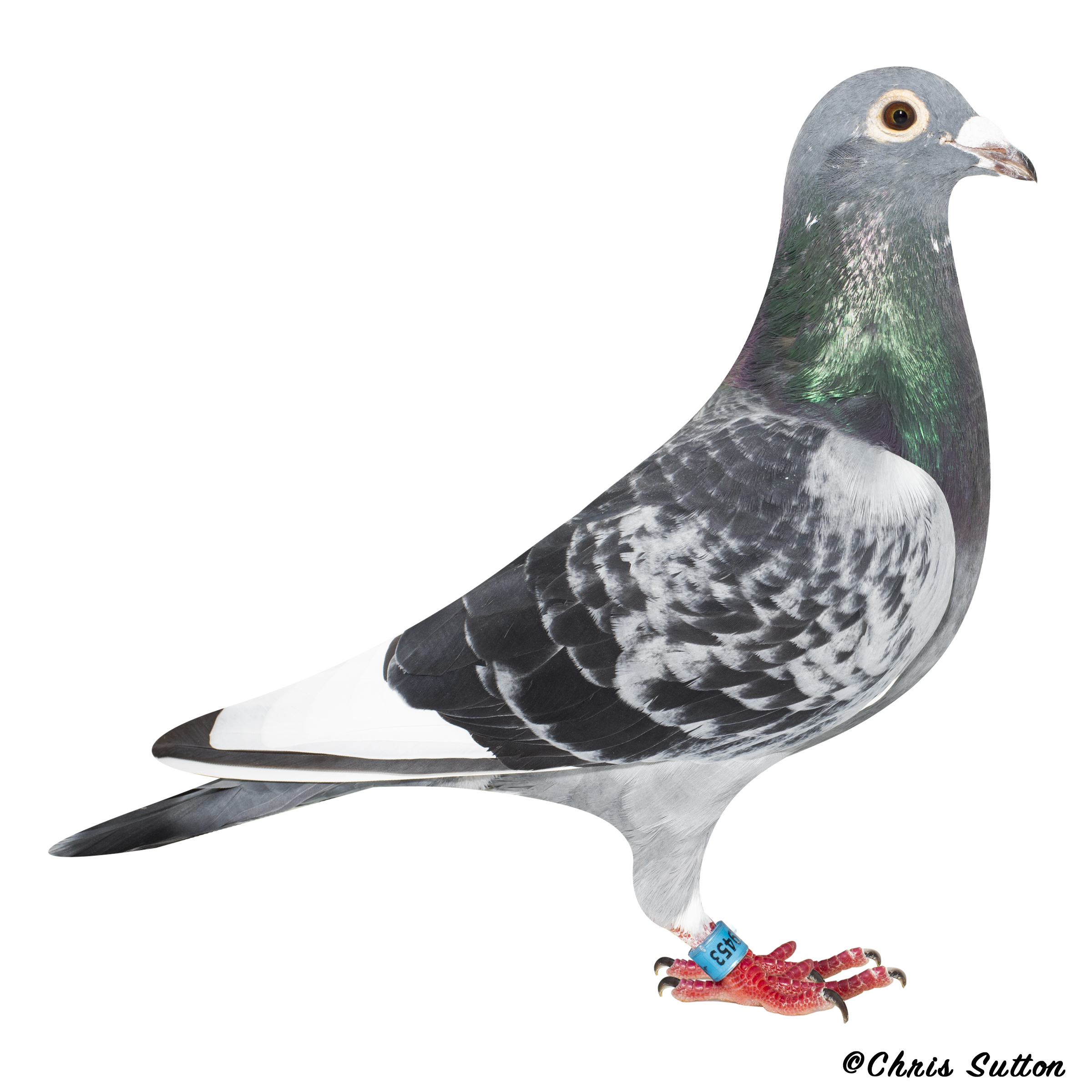 Ref 158 Cheq W/F Cock 21-453 Familie Hommes – Massarella Racing Elite