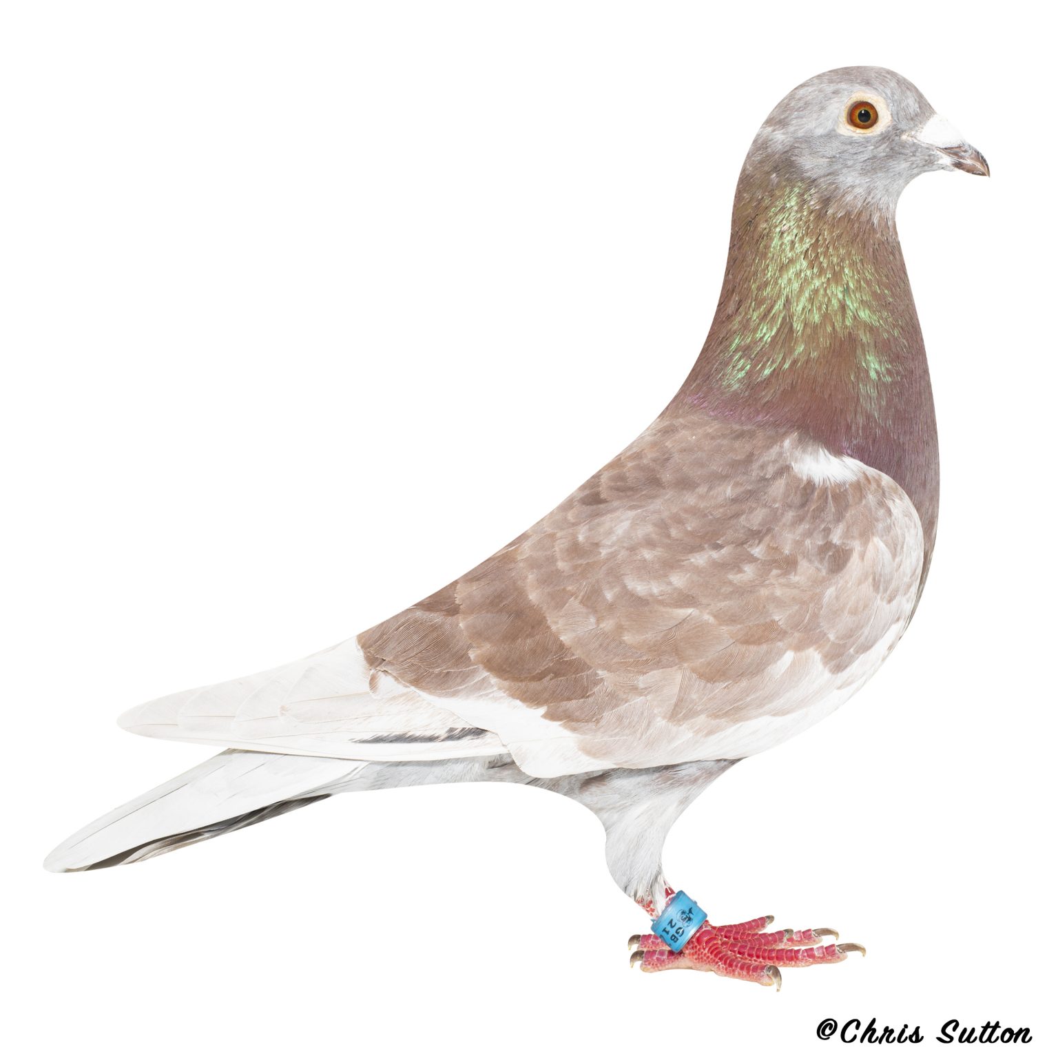 Jan Aarden – Massarella Racing Elite