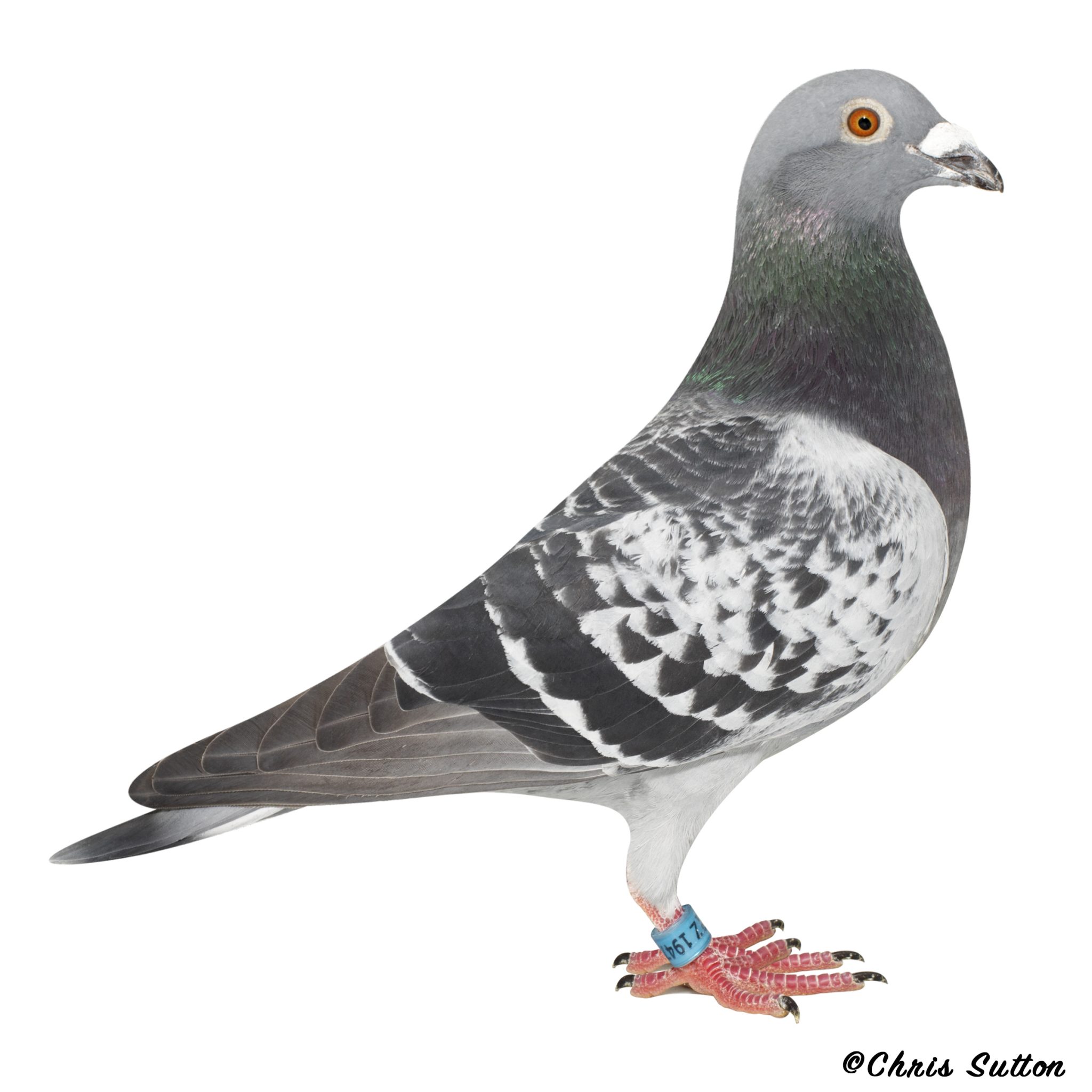 Familie Hommes – Massarella Racing Elite