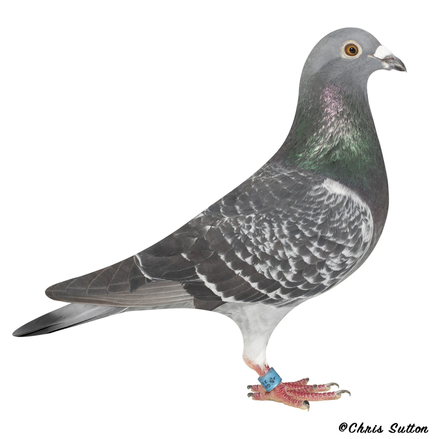 Familie Hommes – Massarella Racing Elite