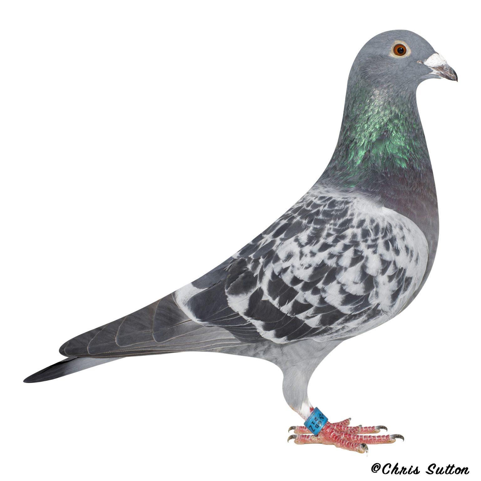 Massarella Racing Elite