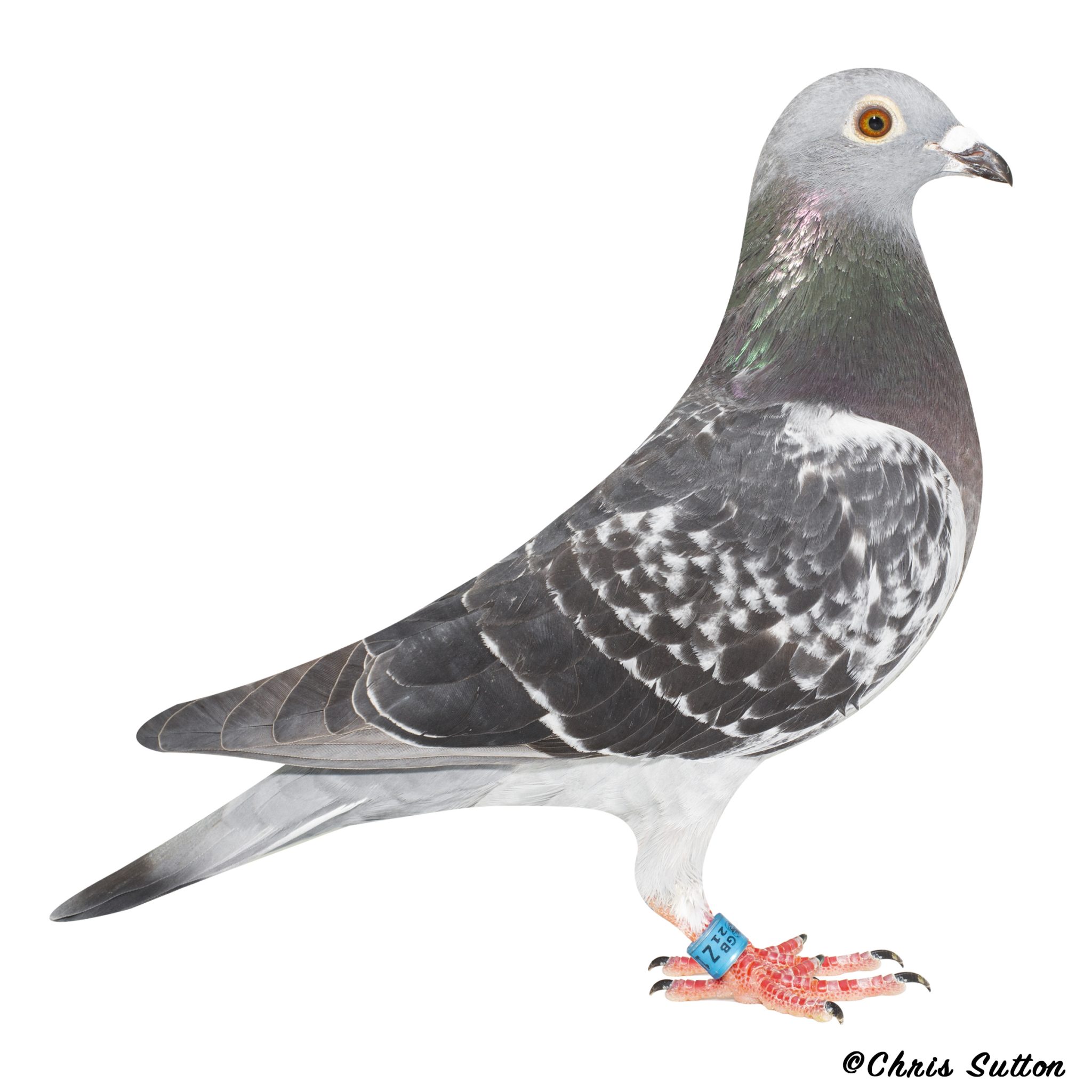 Massarella Racing Elite