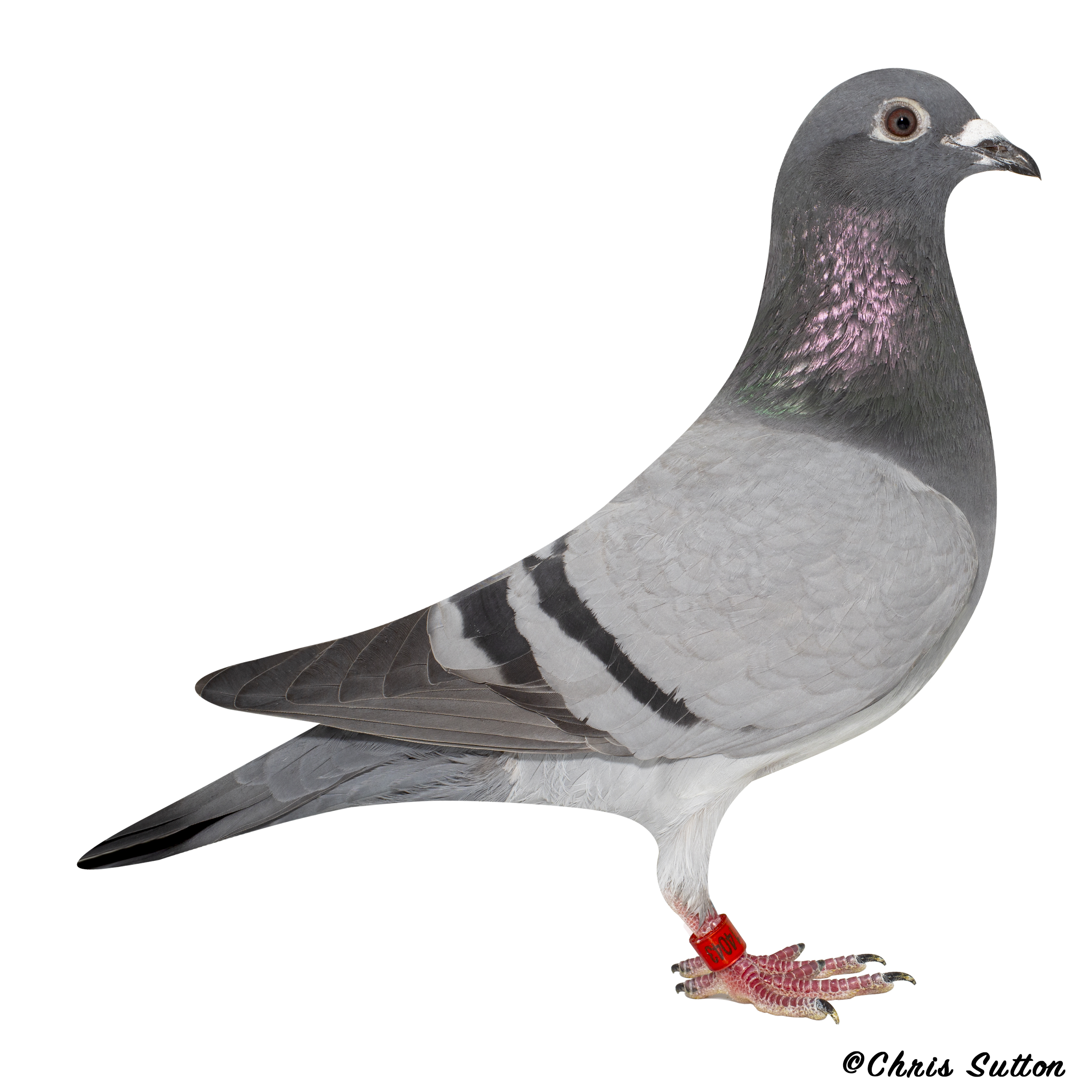 Ref 163 Blue Hen 22-043 Dickmann Stroeteges – Massarella Racing Elite