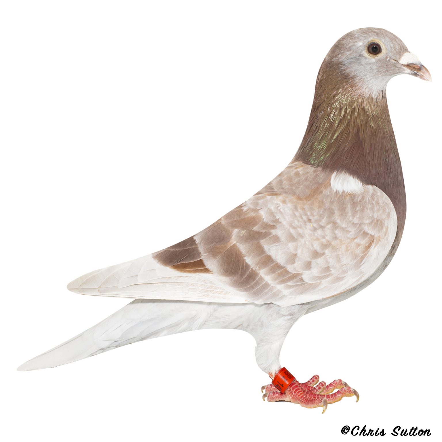 Massarella Racing Elite