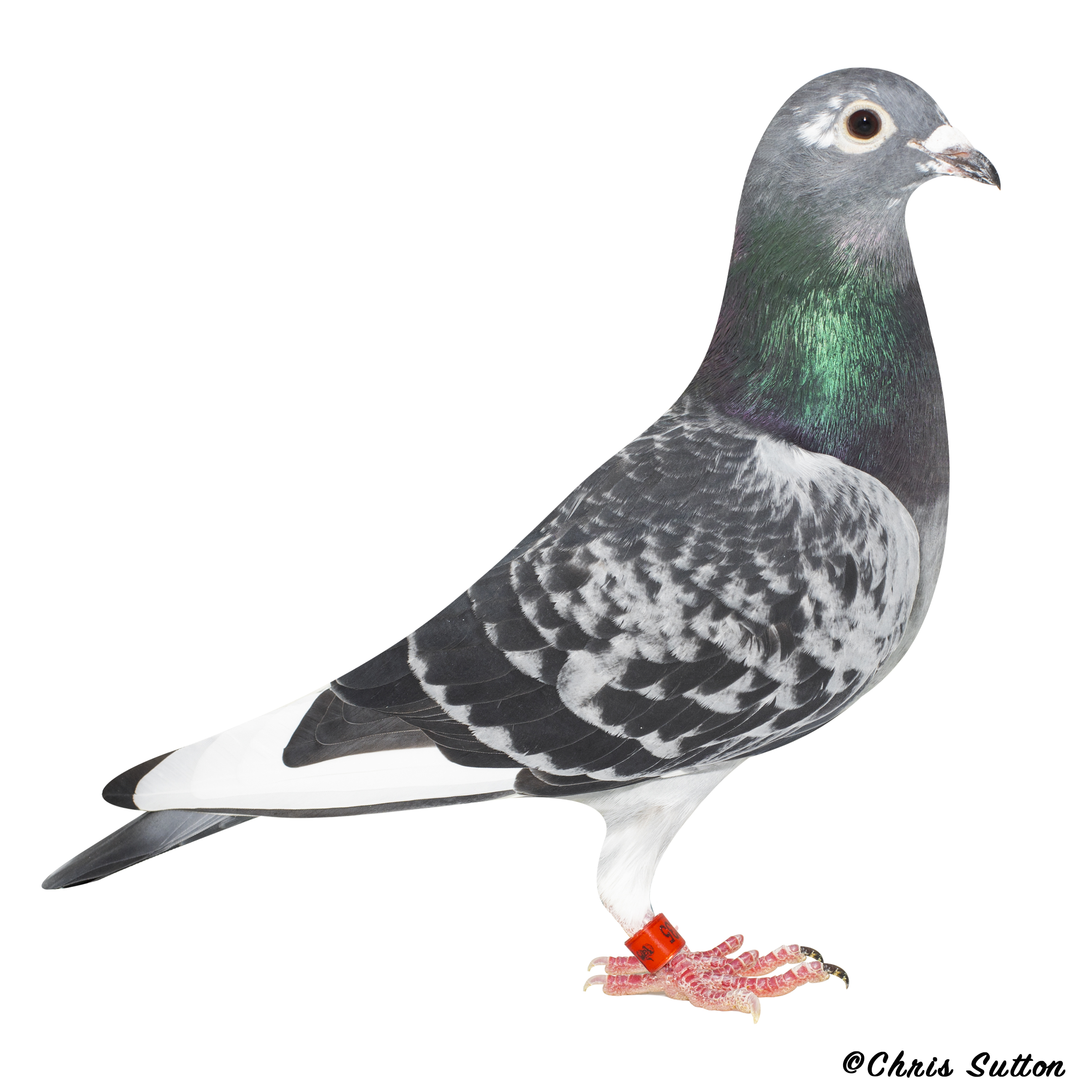 Ref 187 Blue Cheq W/F Hen 22-335 Dickmann Stroeteges – Massarella ...