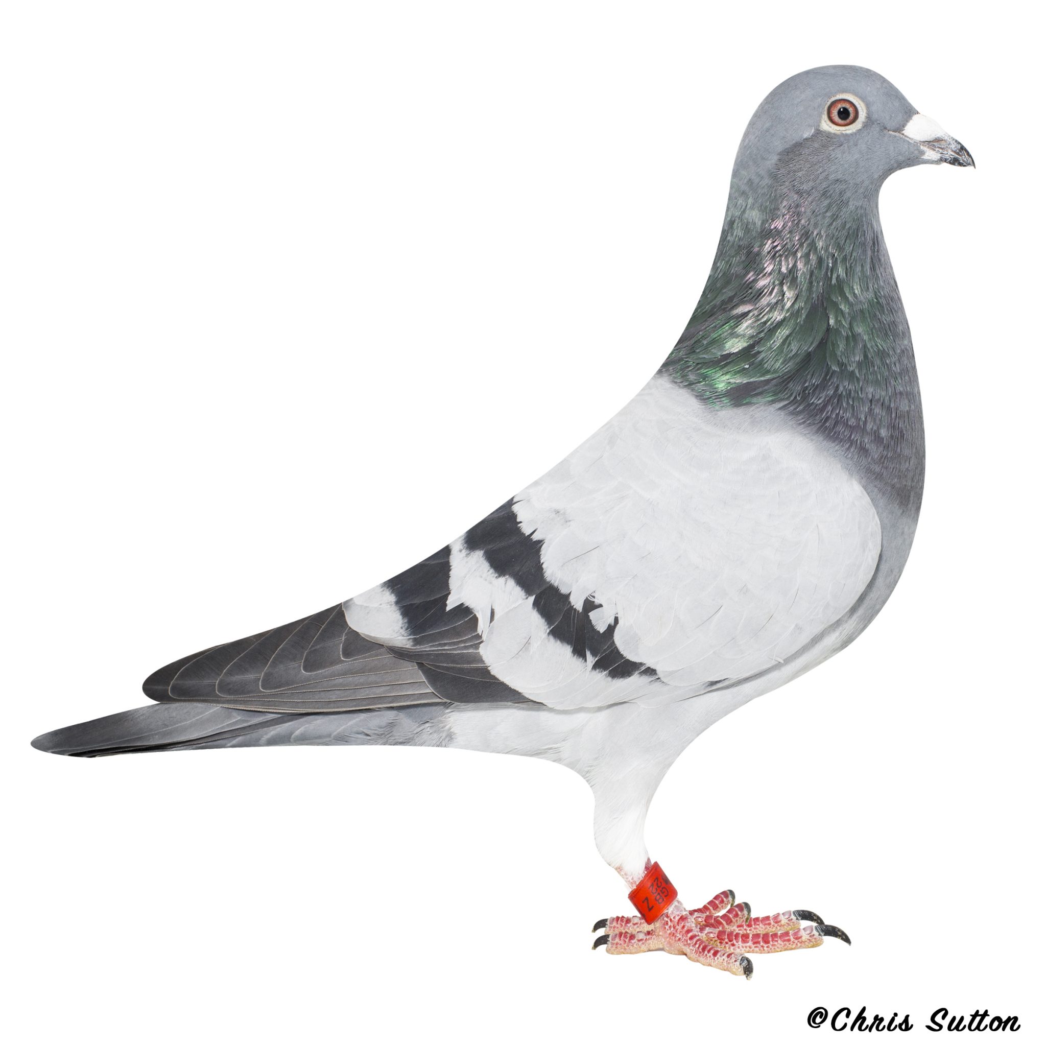 Massarella Racing Elite