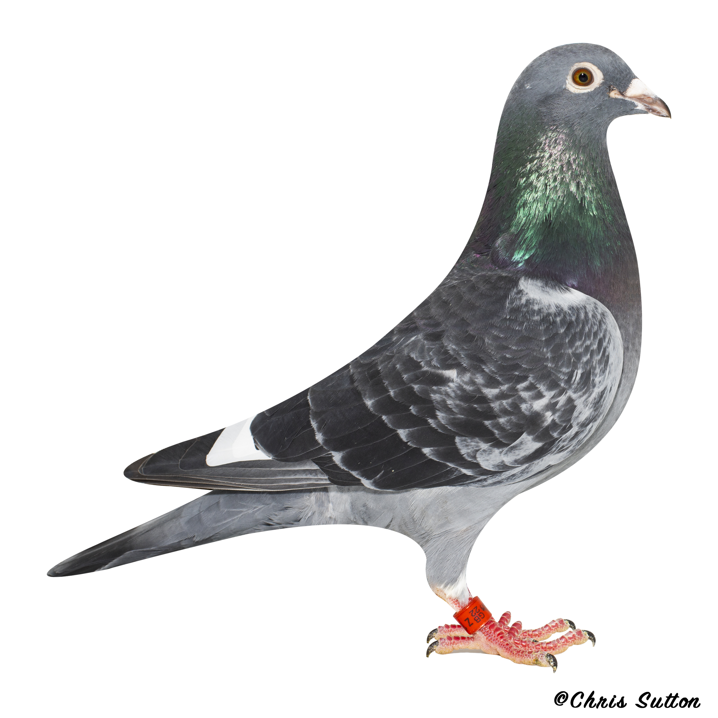 Ref 170 Dark W/F Cock 22-407 Dickmann Stroeteges – Massarella Racing Elite