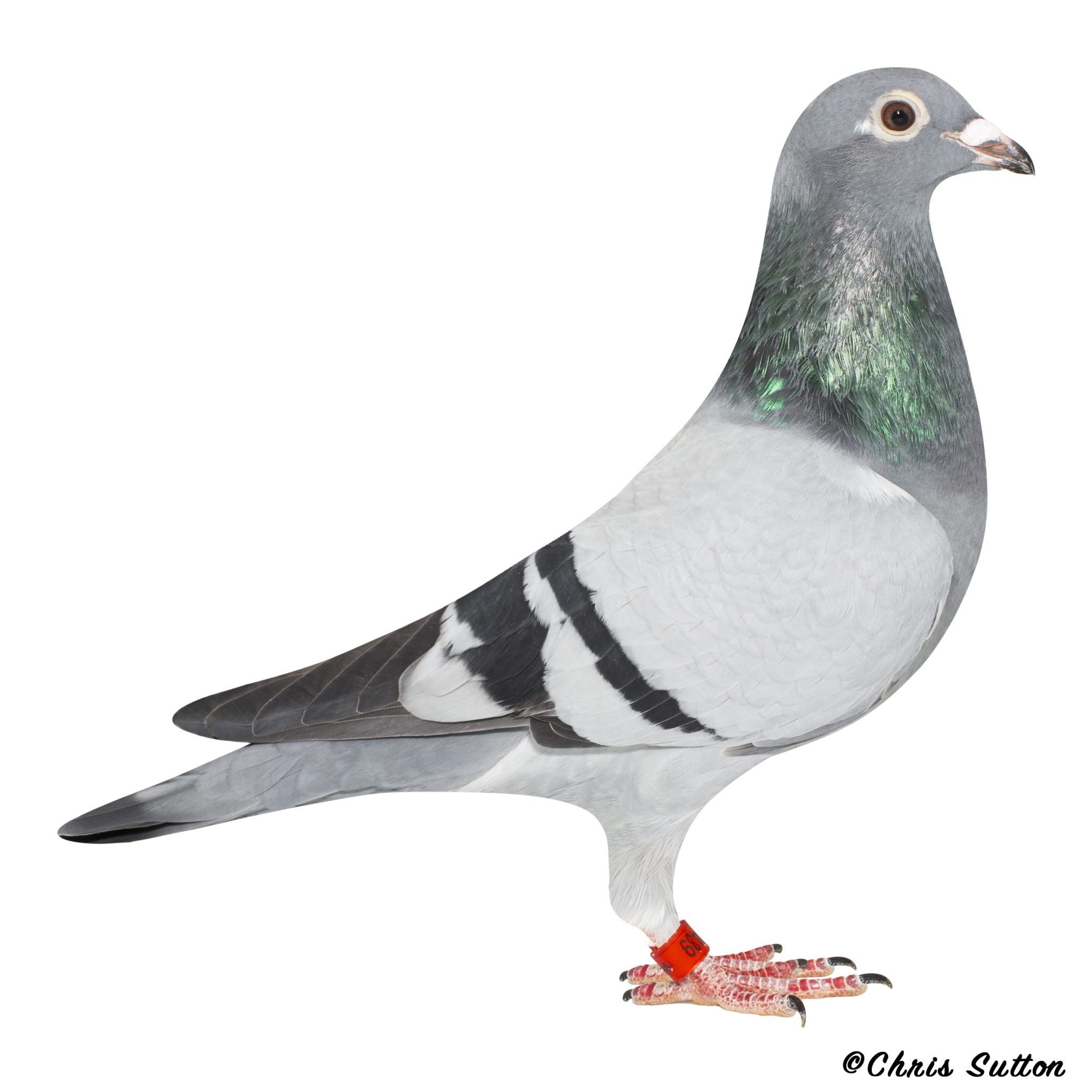 Huub Hermans – Massarella Racing Elite