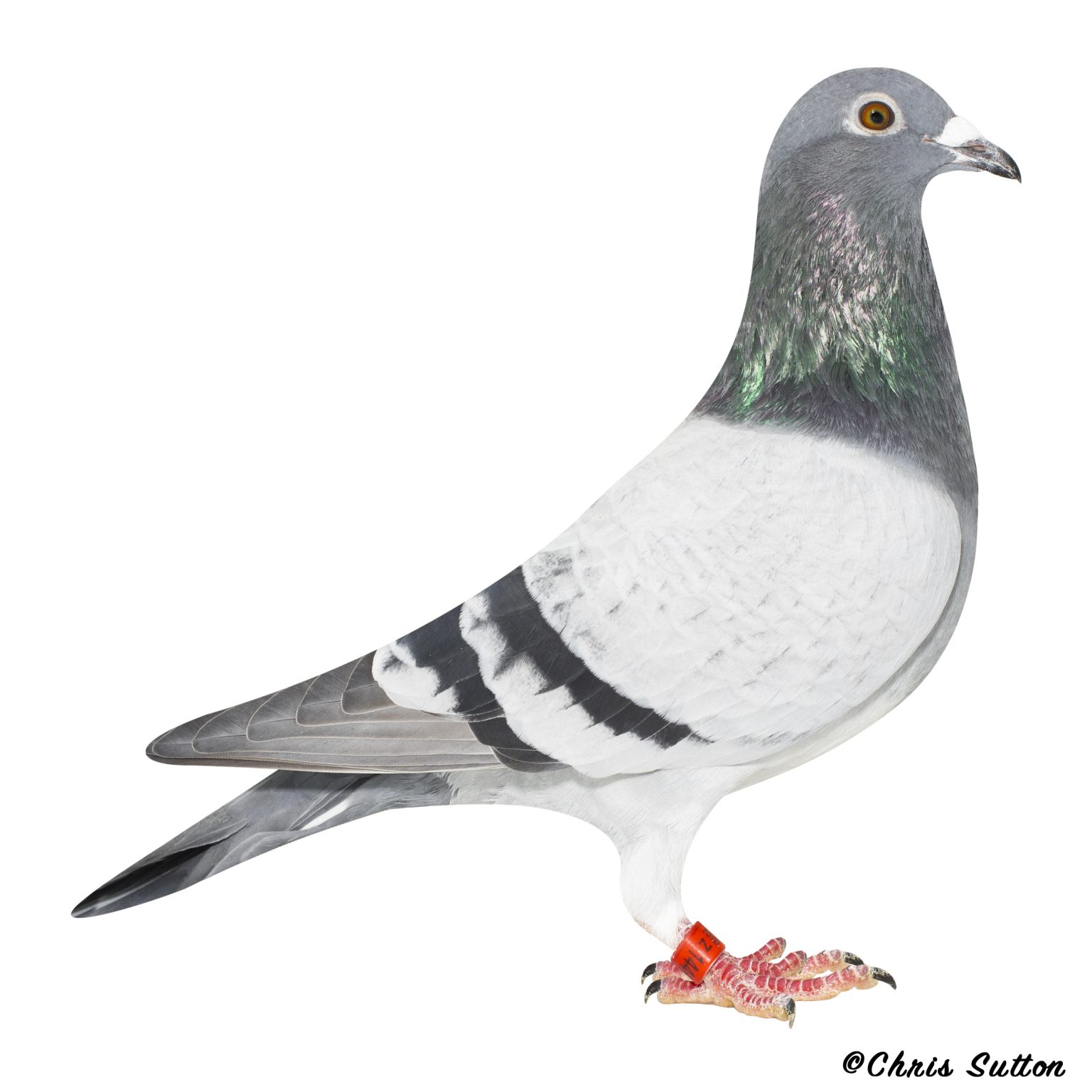 Massarella Racing Elite