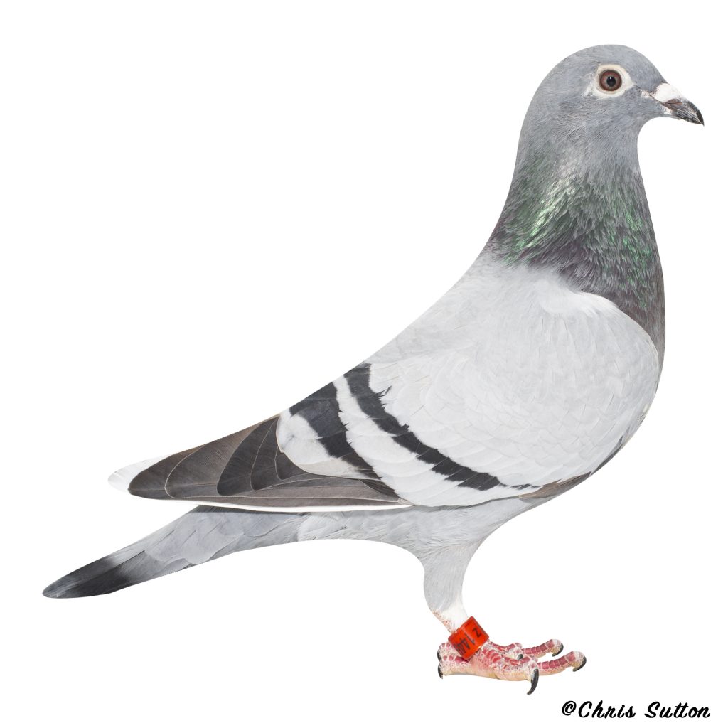 Massarella Racing Elite