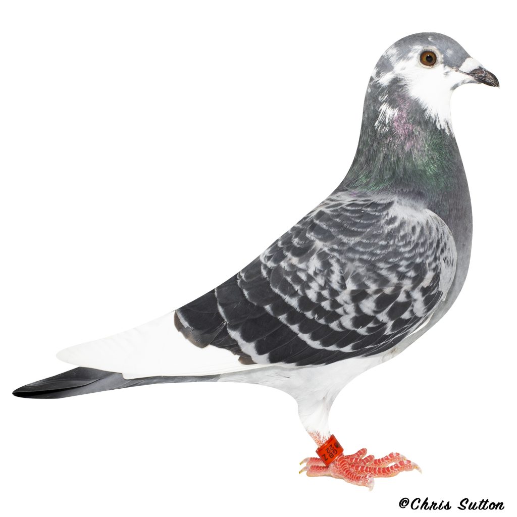 Jan Aarden – Massarella Racing Elite