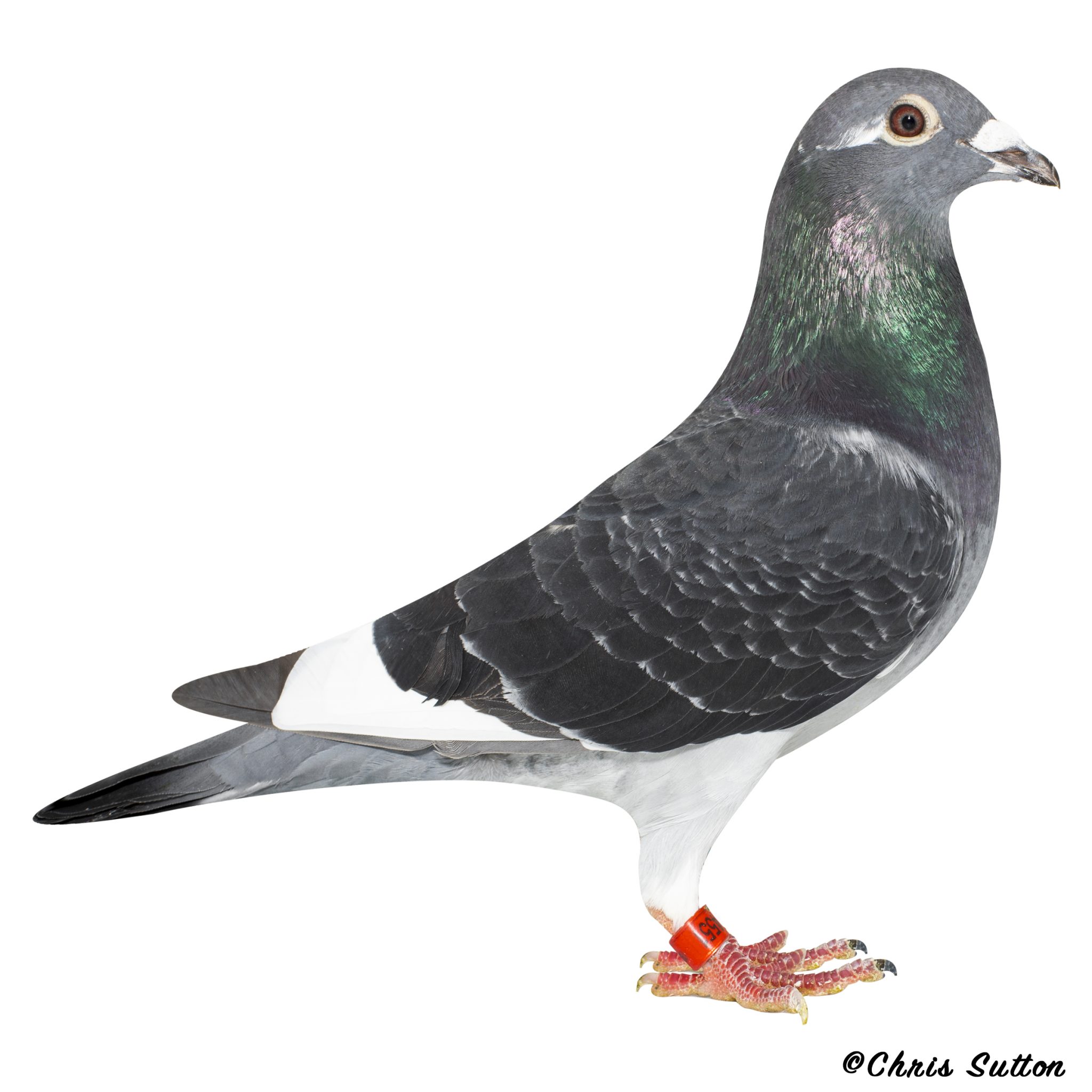 Jan Aarden – Massarella Racing Elite