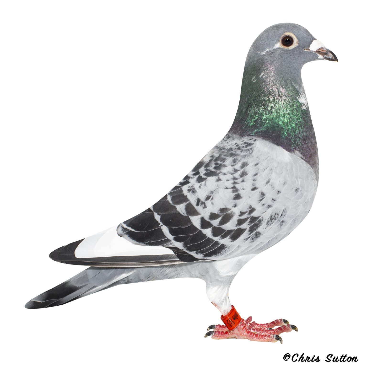 Ref 184 Cheq W/F Slpd Hen 22-714 Jan Aarden – Massarella Racing Elite