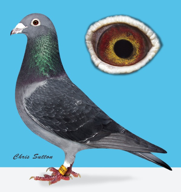 Jan Aarden – Massarella Racing Elite